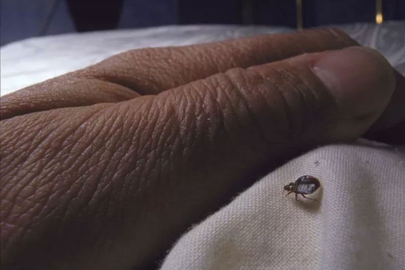 Spotting the Differences between Bat Bug Bites and Bed Bug Bites ...