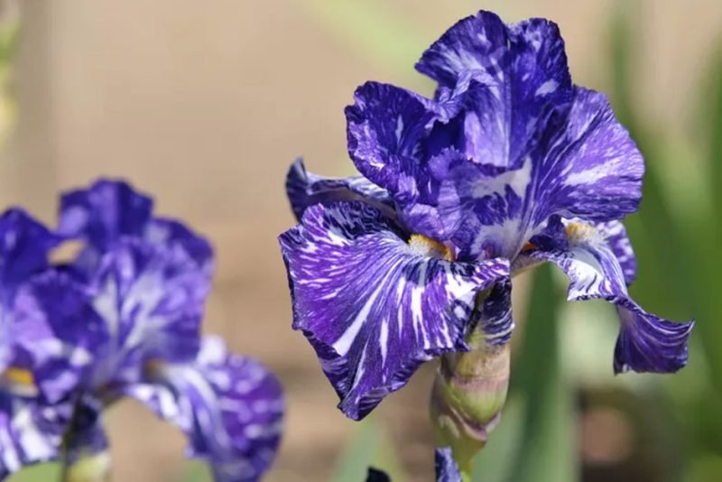 How to Care for Batik German Iris: A Bicolored Show-Stopper for Your ...