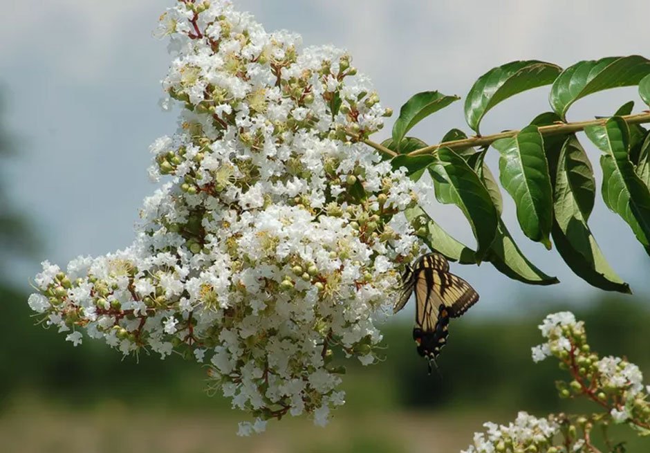 White Crape Myrtle: Growing, Care, and Pruning Tips - BlueSmartMia