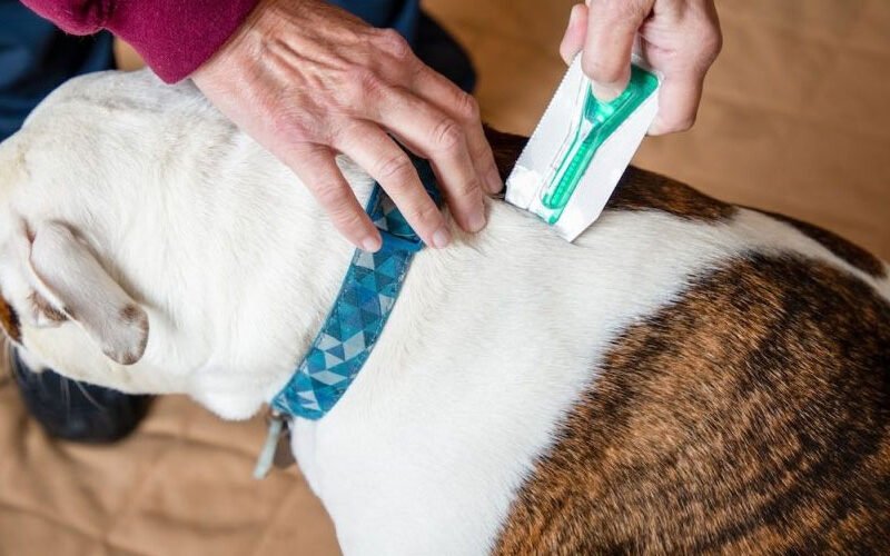 Tech to the Rescue: Understanding the Role of Pet Microchip Scanners in ...
